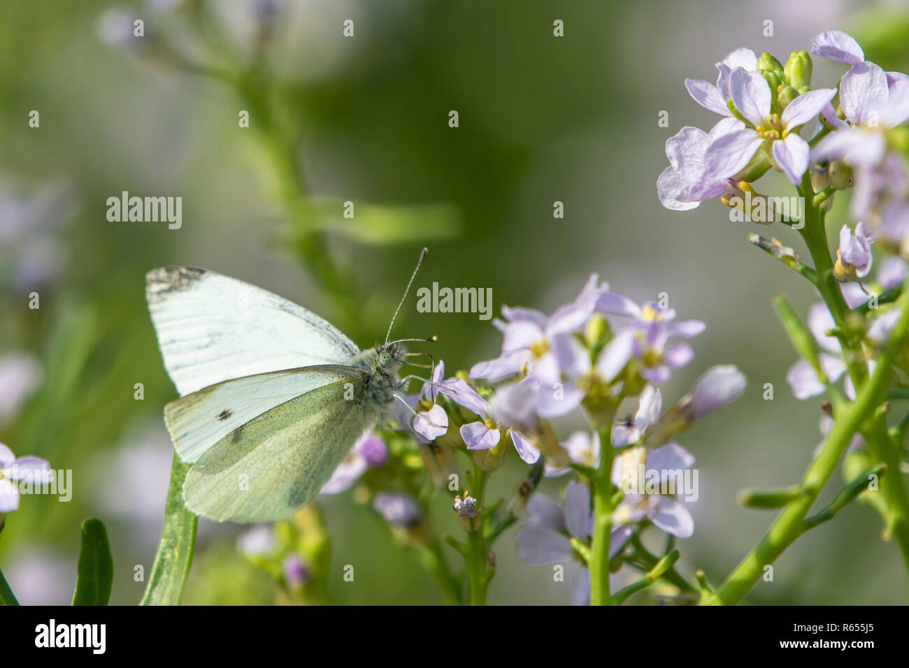 Sea rocket with small white butterfly on the beach Stock Photo - Alamy