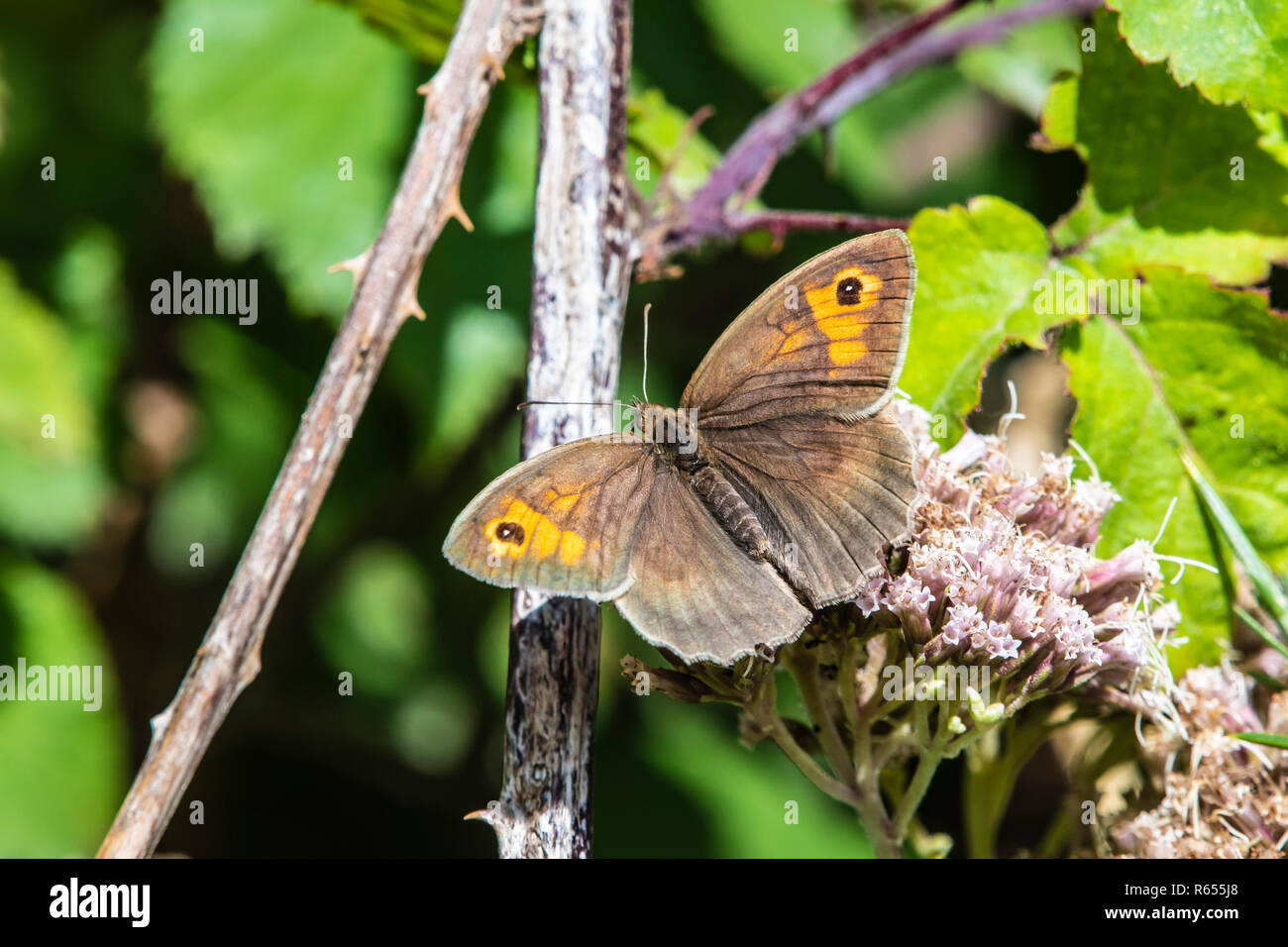 Gatekeeper / Hedge Brown (Pyronia tithonus Stock Photo - Alamy