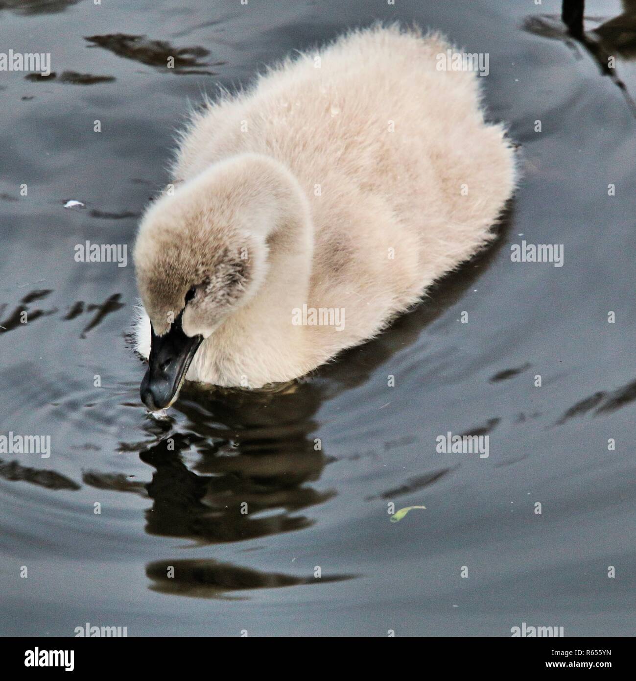 Swan neck moss hi-res stock photography and images - Alamy