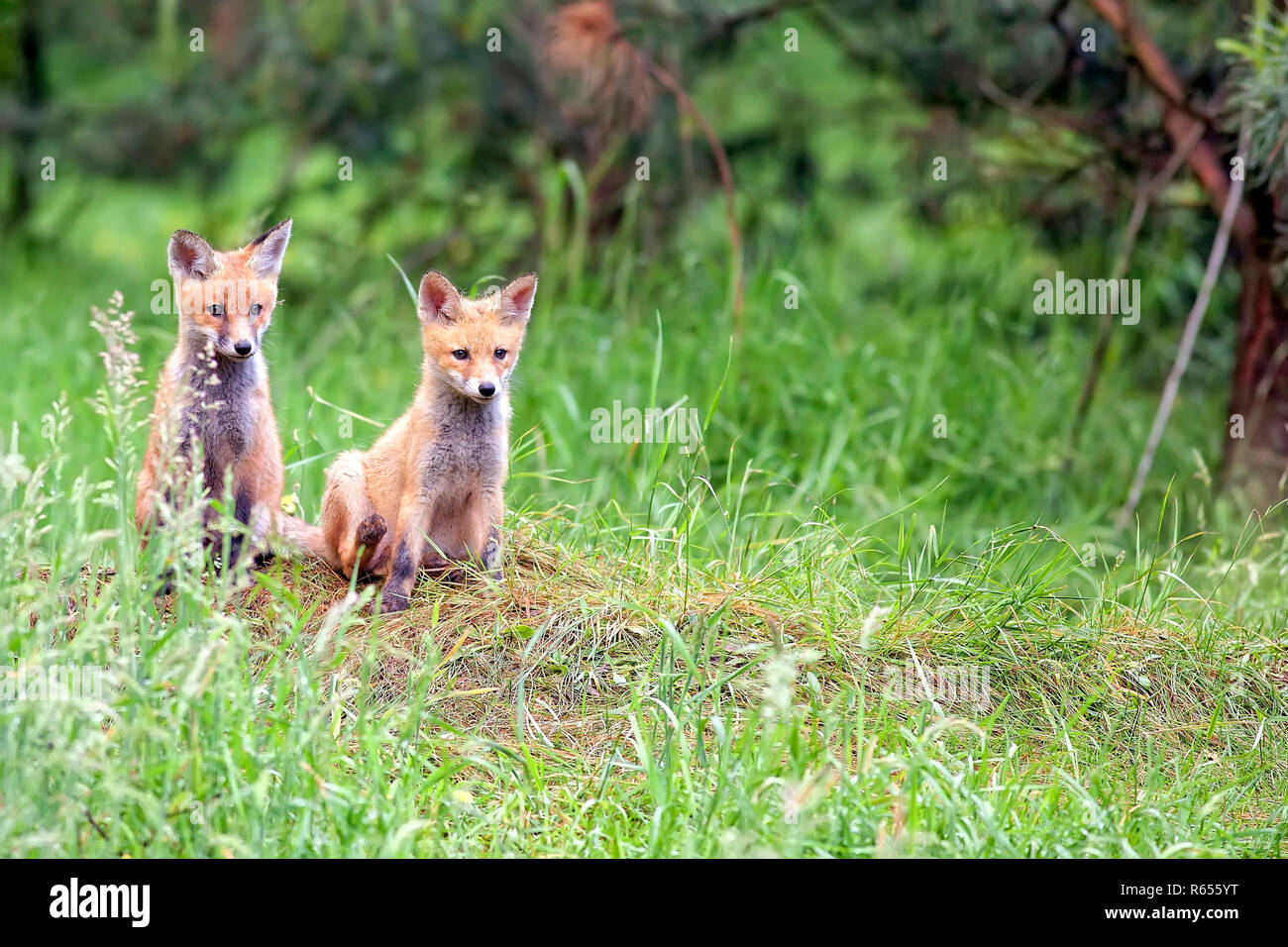 Foxes in the forest Stock Photo - Alamy