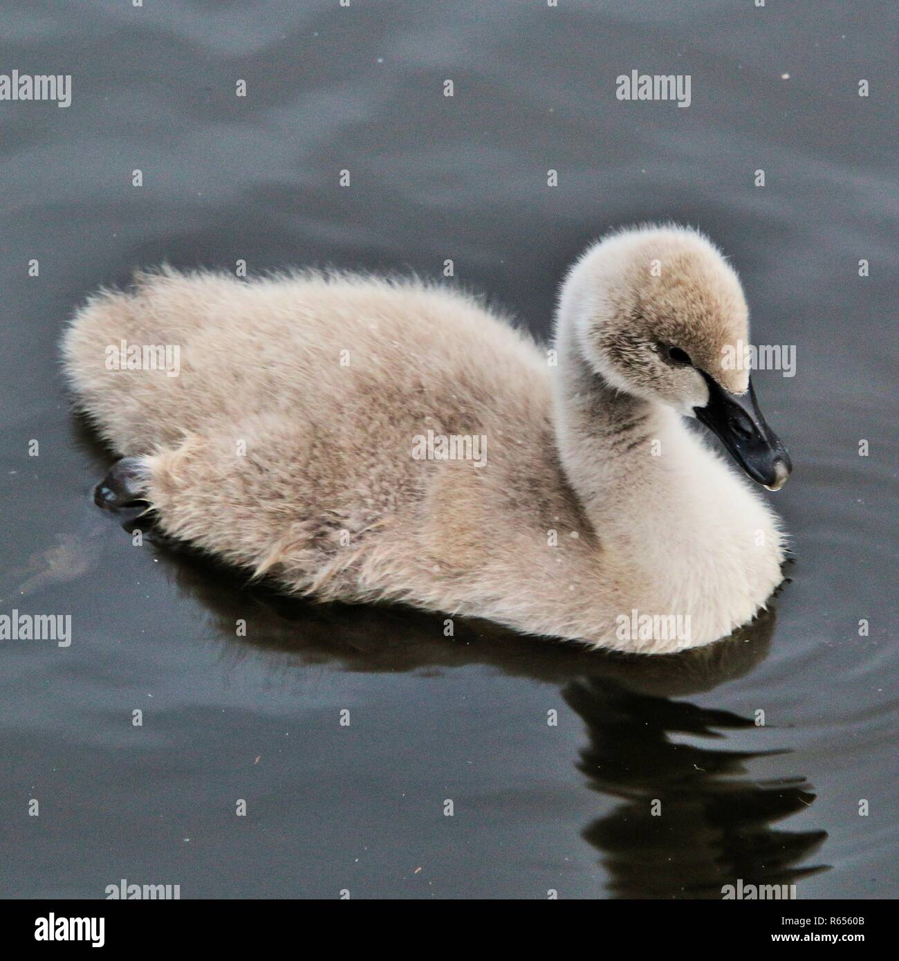 Swan neck moss hi-res stock photography and images - Alamy