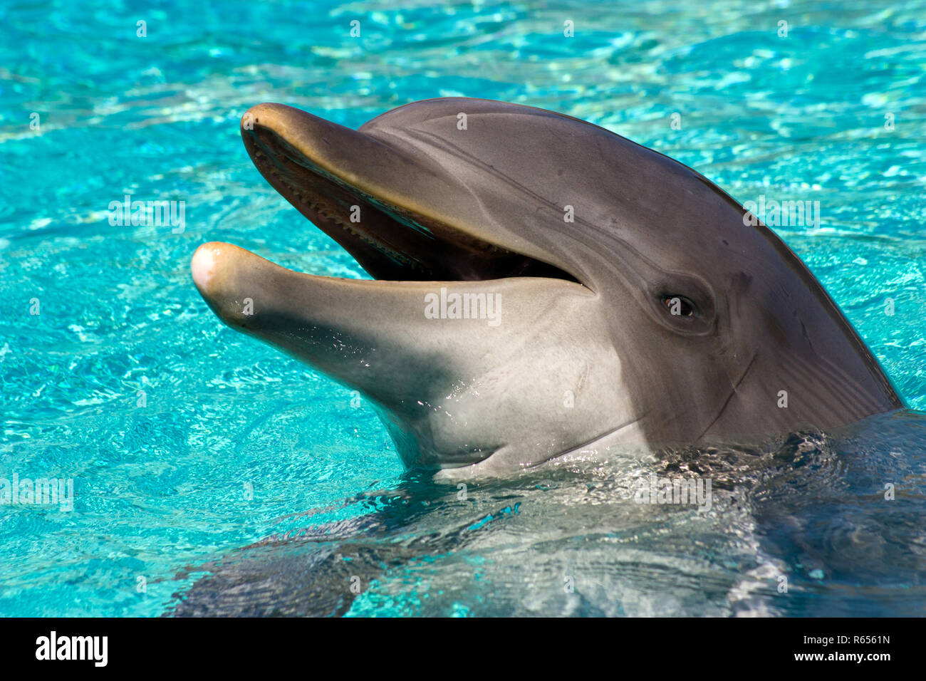 Dolphin team hi-res stock photography and images - Alamy