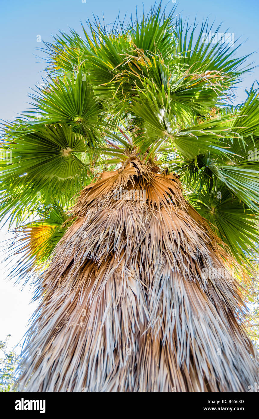 Palm tree background Stock Photo - Alamy