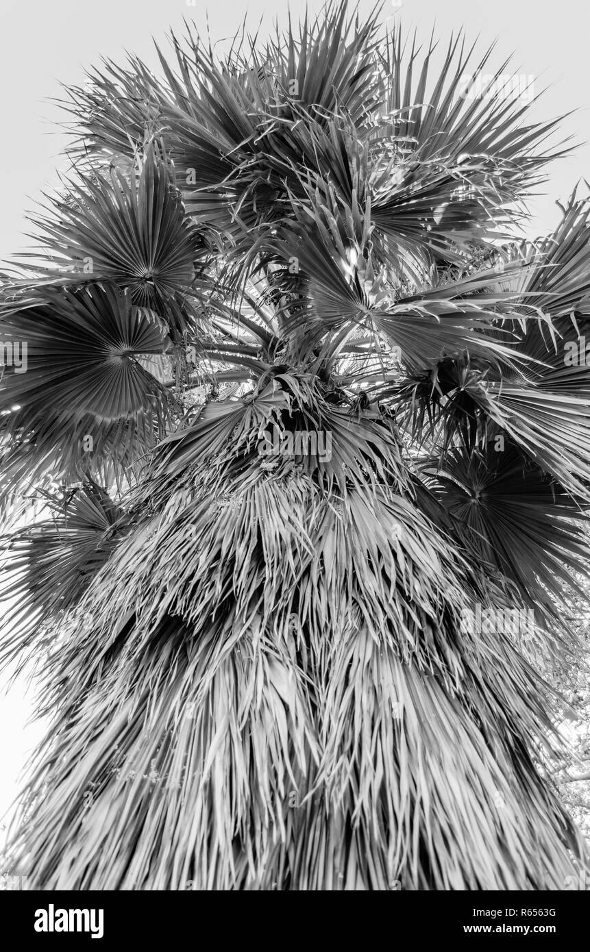 Natural palm leaf background Black and White Stock Photos & Images - Alamy