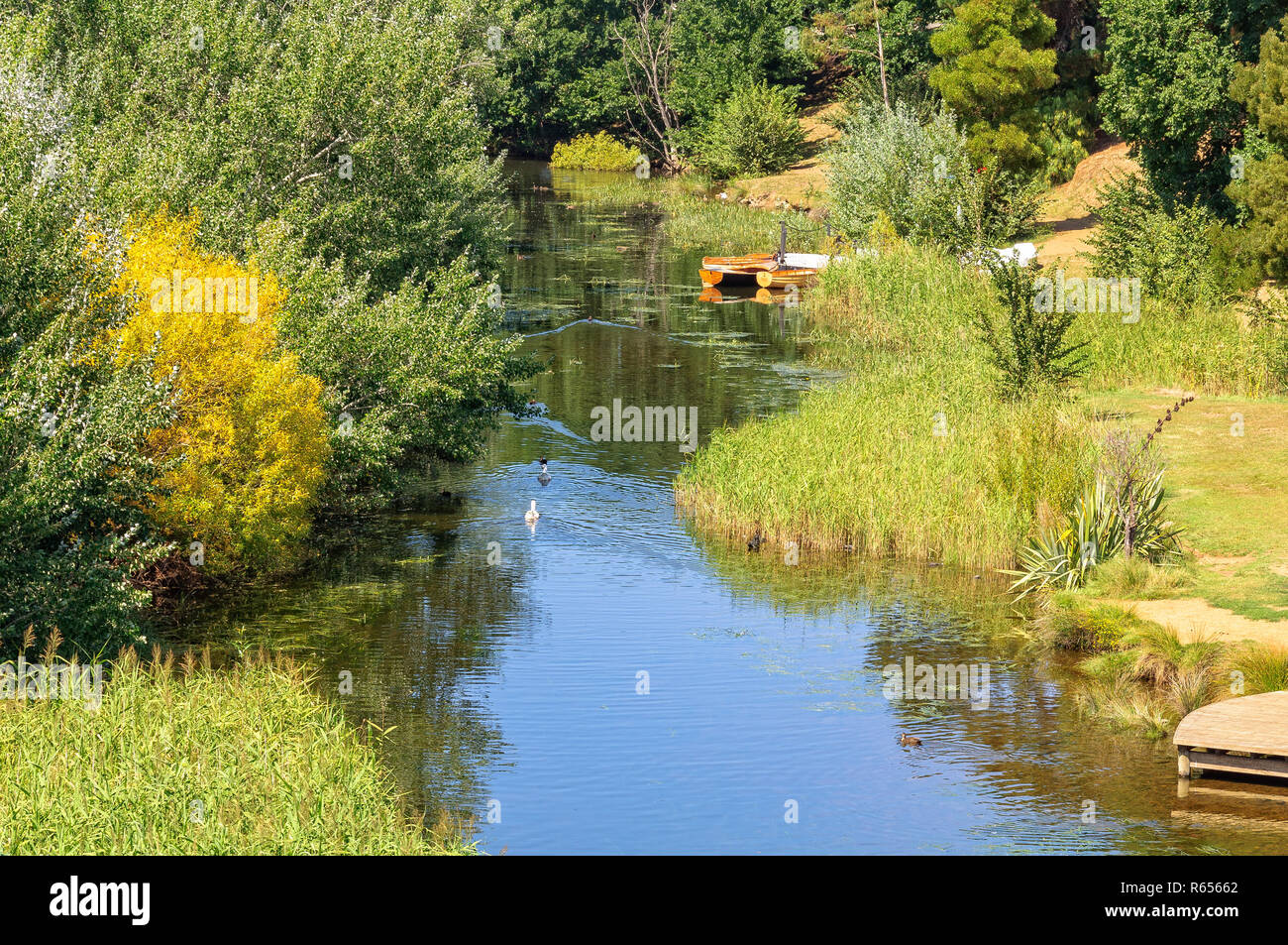 Coal ducks hi-res stock photography and images - Alamy