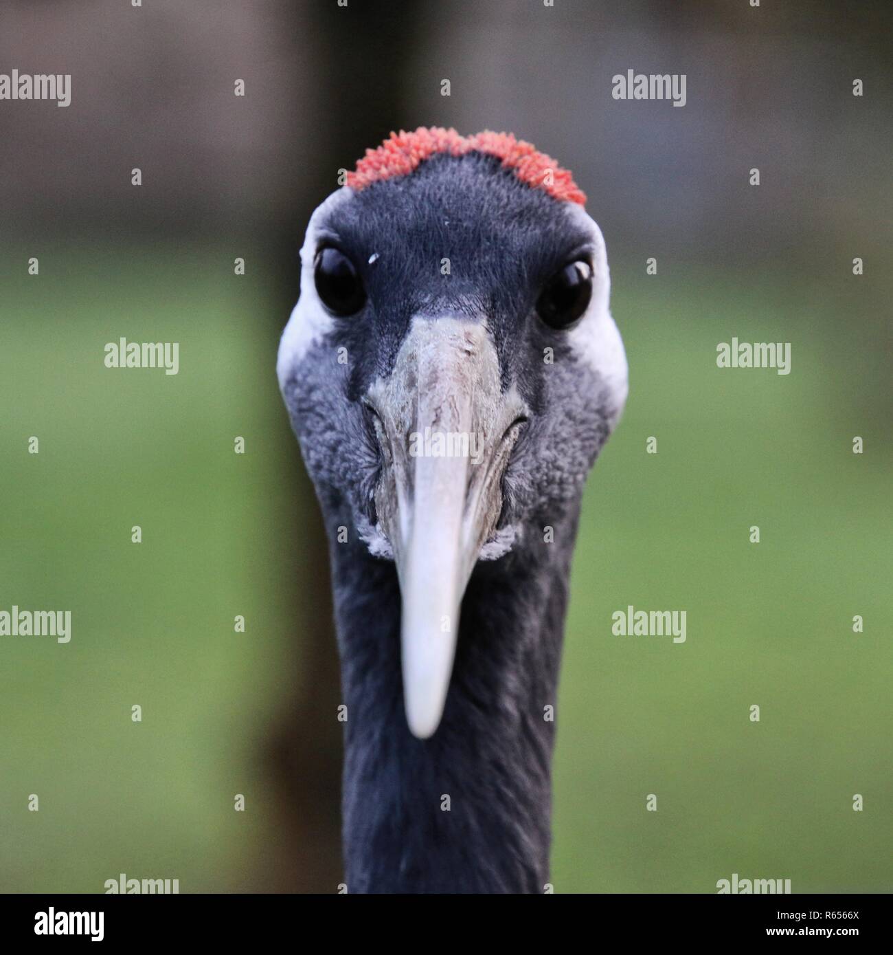 Red coloured crane hi-res stock photography and images - Alamy