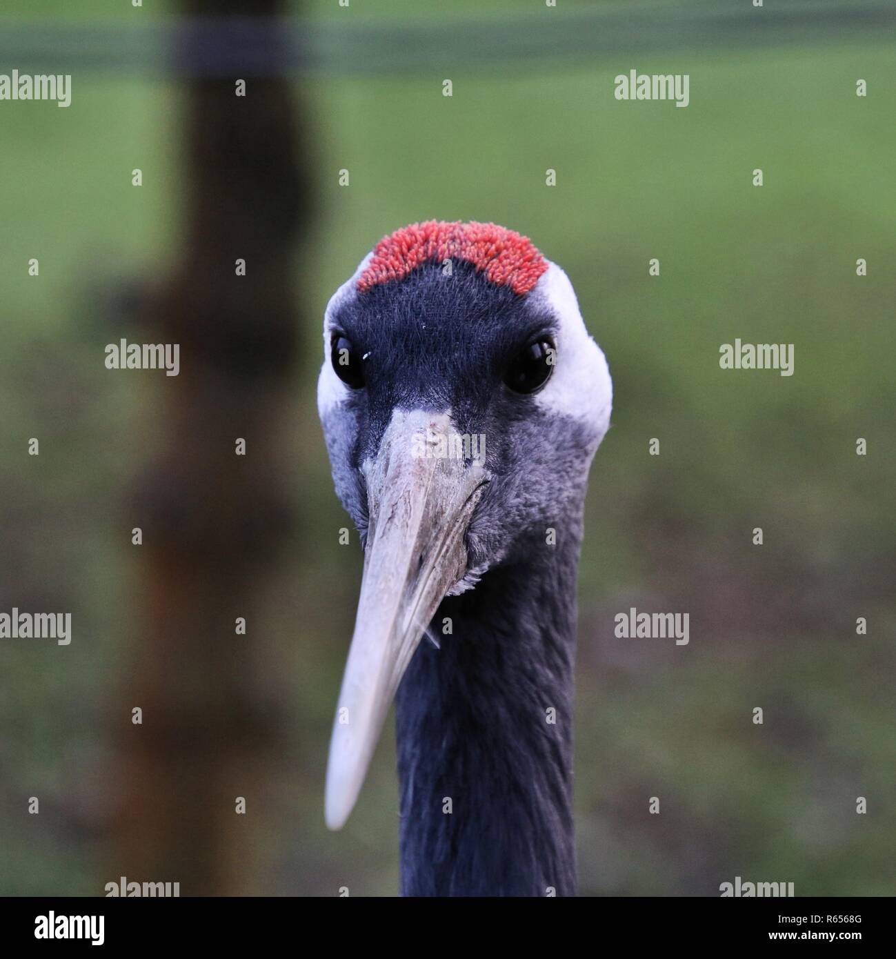 Red coloured crane hi-res stock photography and images - Alamy