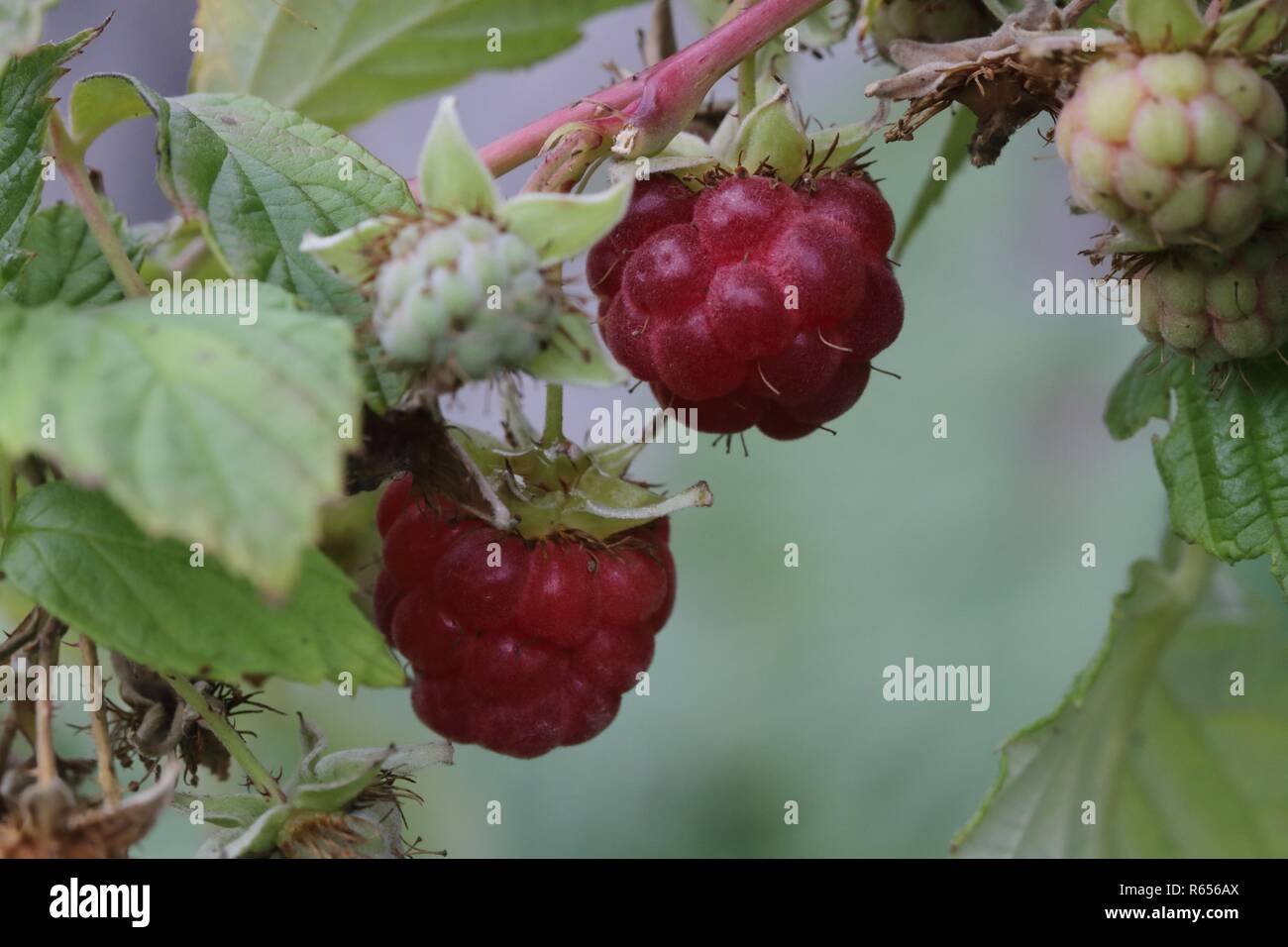 Raspberry plant close up Stock Photo - Alamy