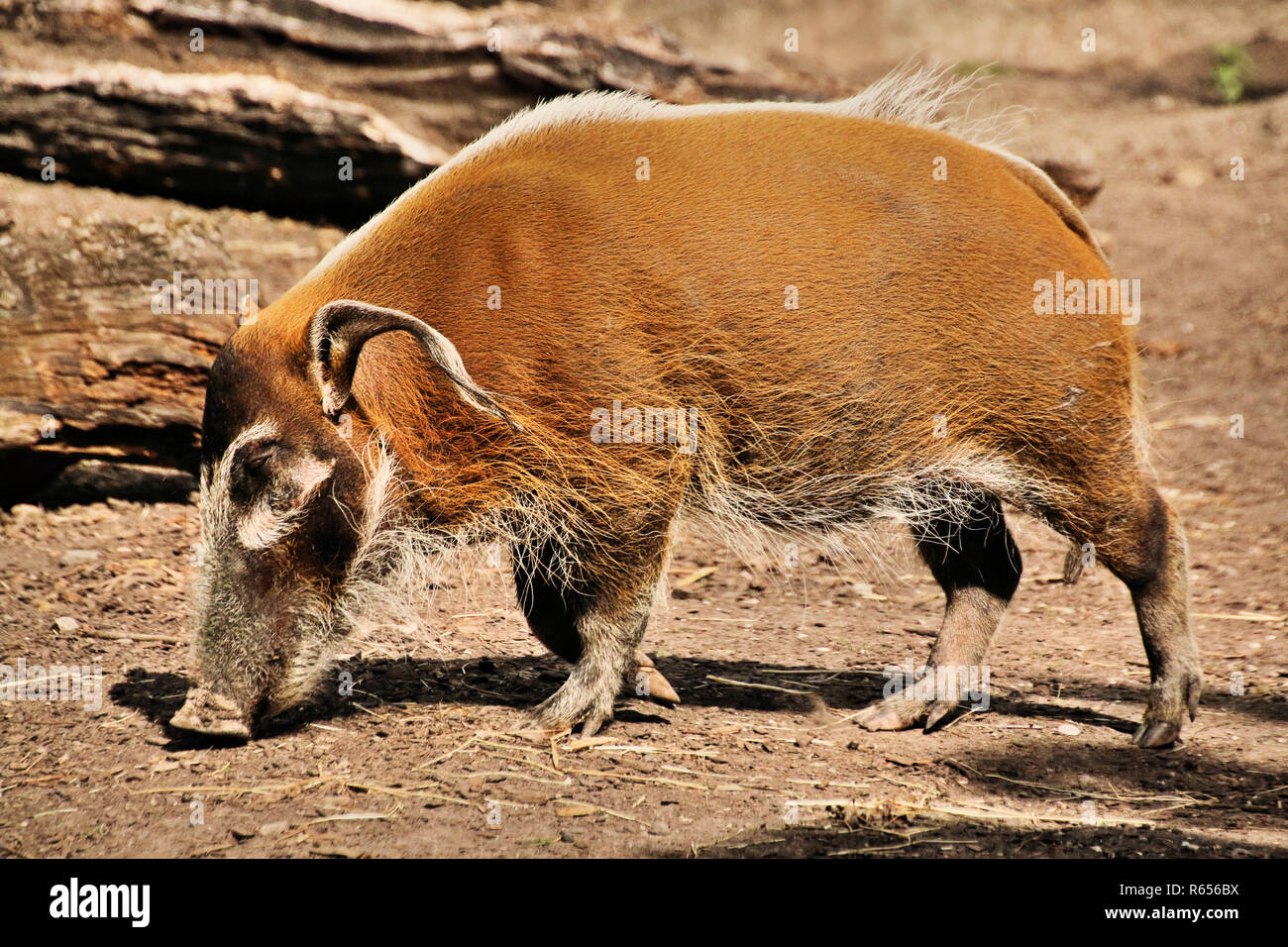 A view of a Red River Hog Stock Photo - Alamy