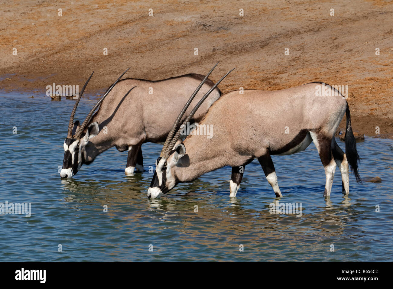 Gemsbok antelopes drinking water Stock Photo - Alamy
