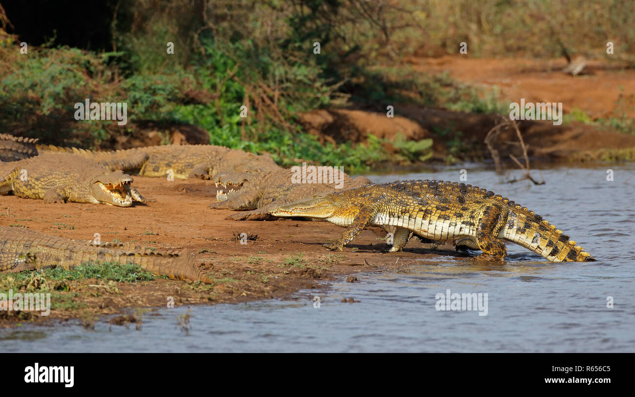 Wild crocodiles hi-res stock photography and images - Alamy