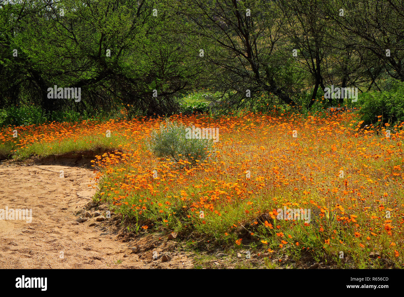 Wild flowers - South Africa Stock Photo - Alamy
