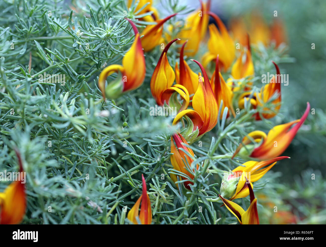Horn Clover High Resolution Stock Photography and Images - Alamy