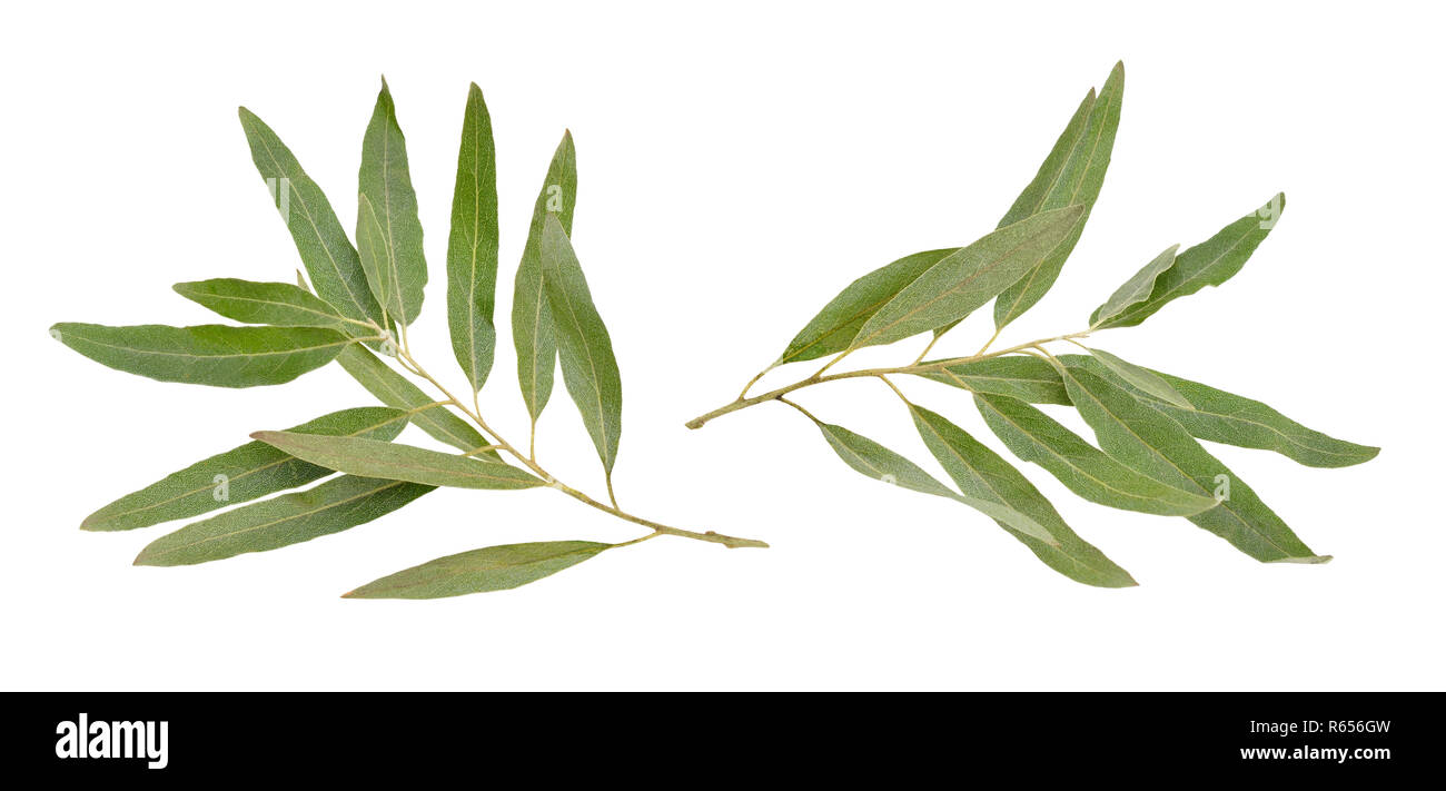 Two olive branches without fruit isolated on white background Stock ...