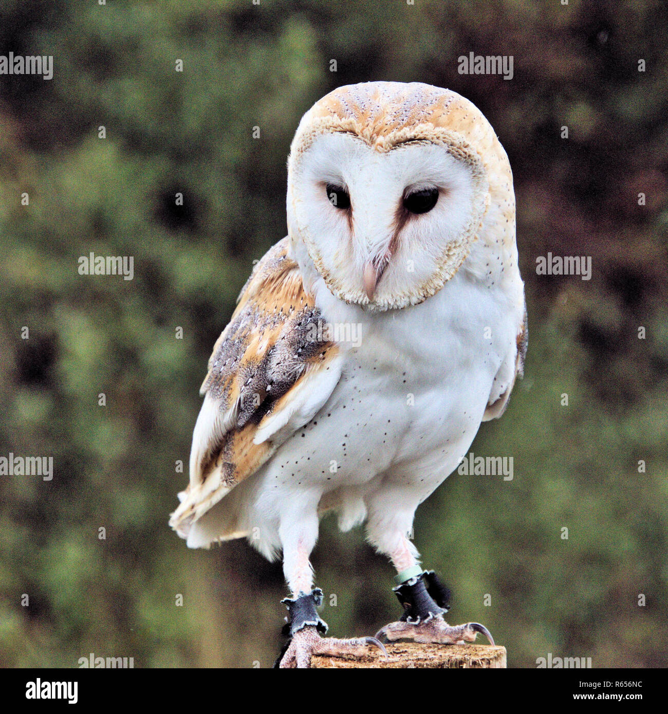 A view of a Barn Owl Stock Photo - Alamy