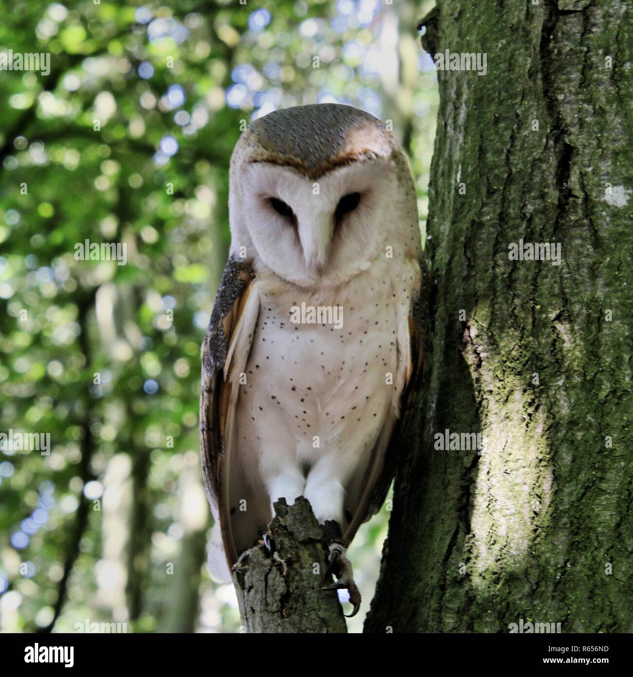 A view of a Barn Owl Stock Photo - Alamy