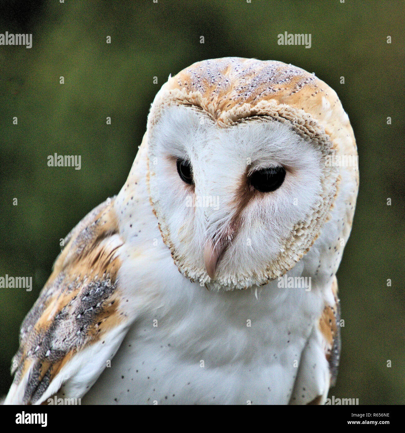 A view of a Barn Owl Stock Photo - Alamy