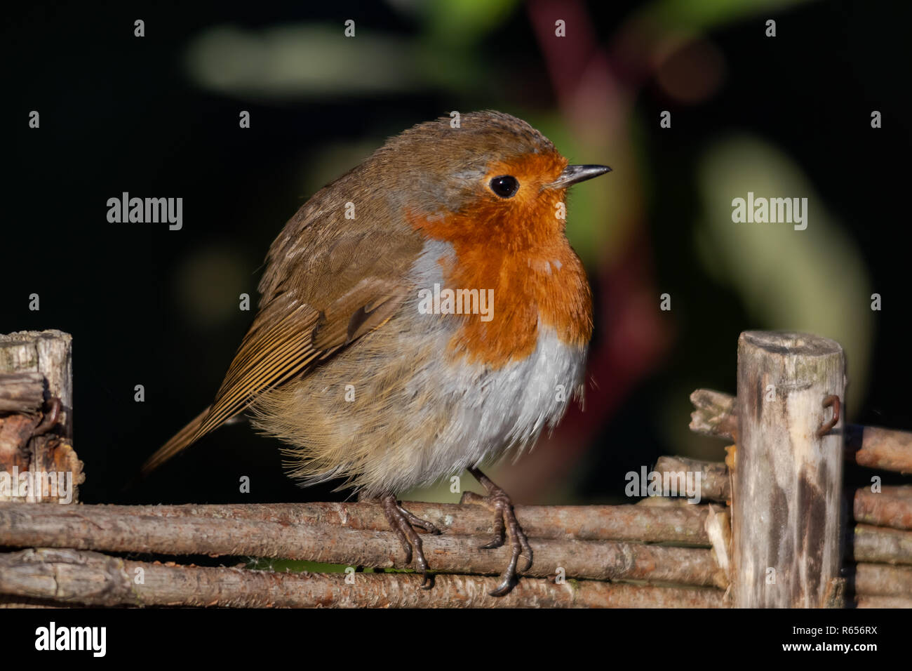 Robin Percher on a fence Stock Photo - Alamy