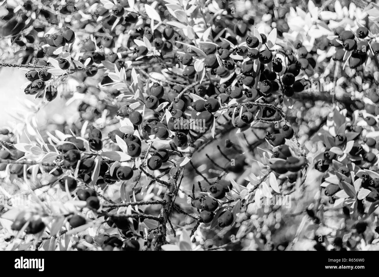 White berry bush Black and White Stock Photos & Images - Alamy