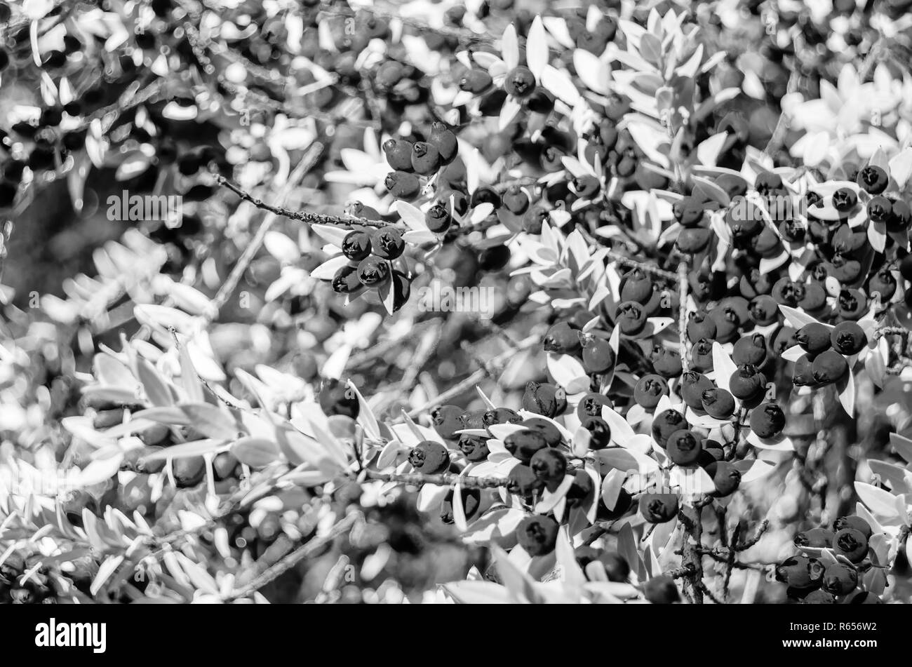 Fresh berry bush Black and White Stock Photos & Images - Alamy