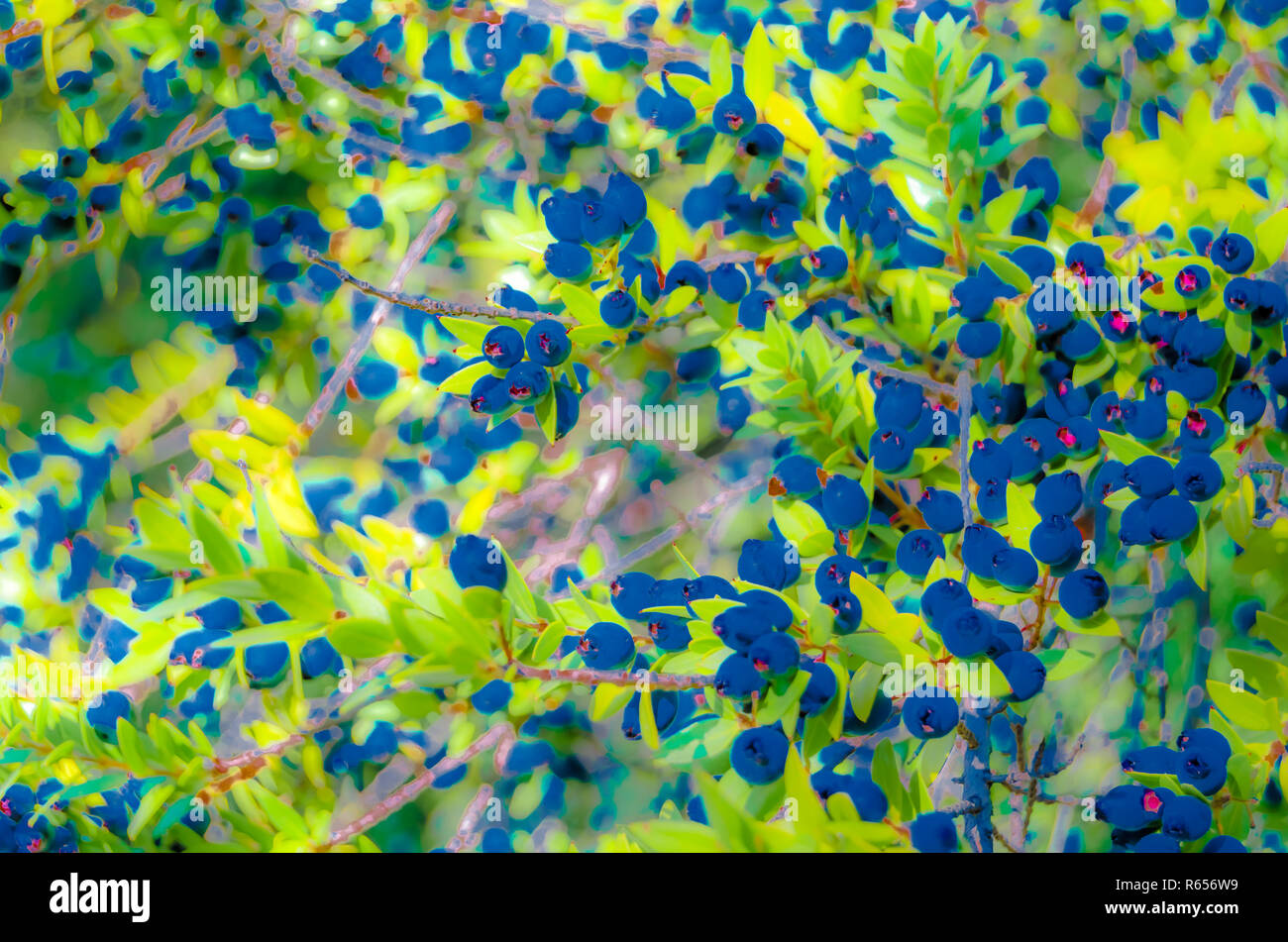 Myrtle bush illustration Stock Photo - Alamy