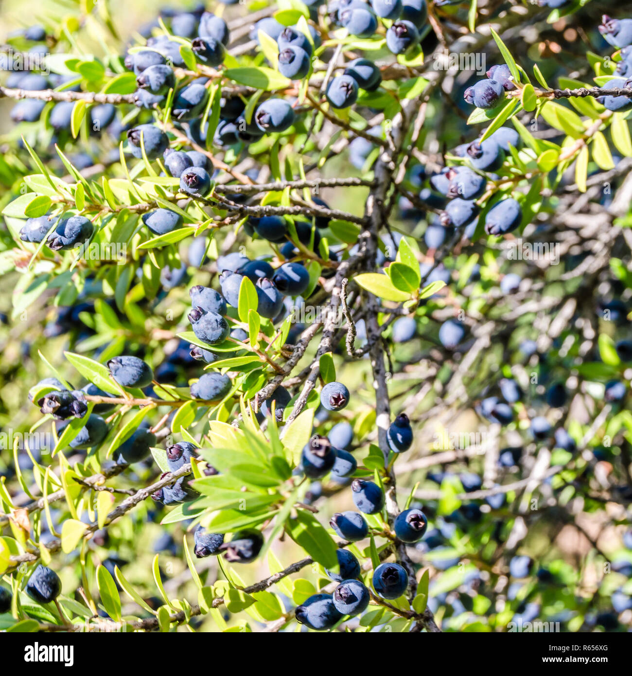 Myrtus communis berries hi-res stock photography and images - Alamy