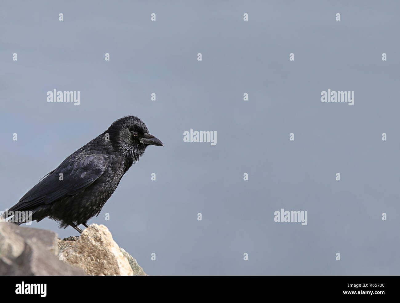 Pitch black bird hi-res stock photography and images - Alamy