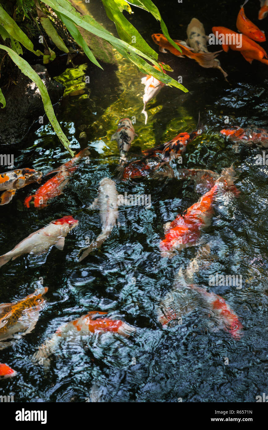 Koi fish swimming on pond hi-res stock photography and images - Alamy