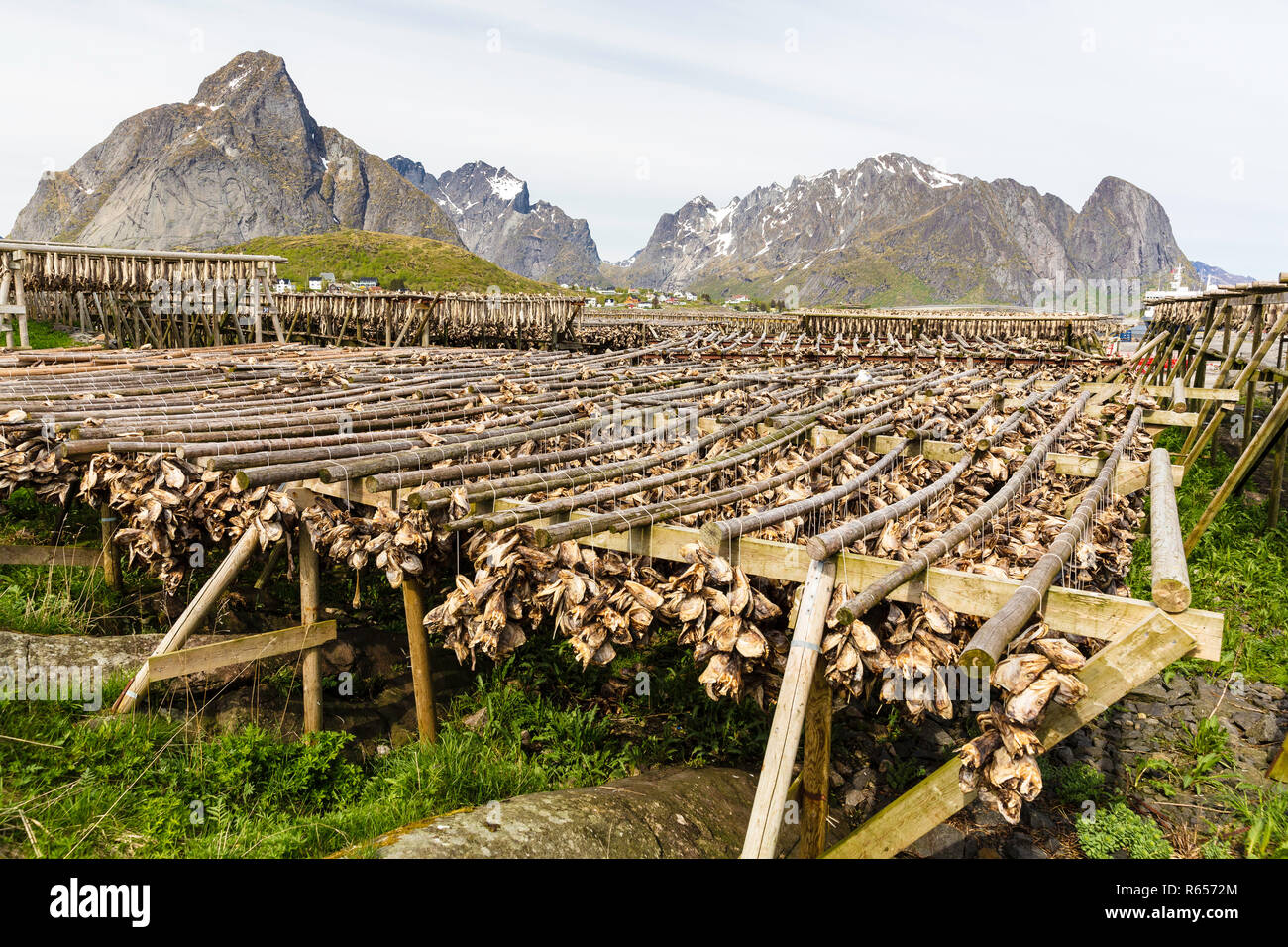Split cod fish drying in the sun on wooden racks in the town of Reine ...