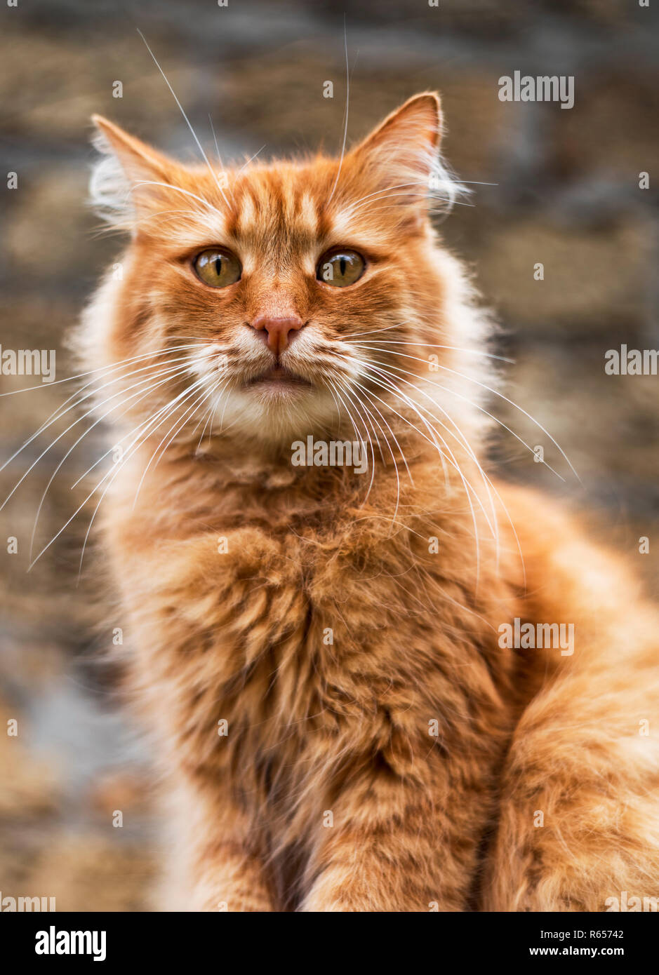 portrait of a big red cat Stock Photo - Alamy