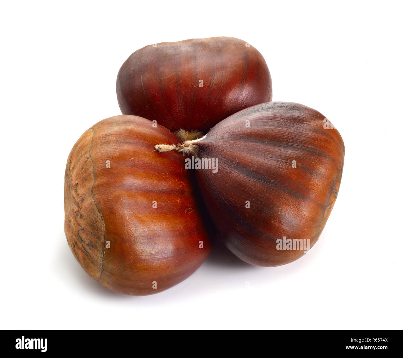 Castanea sativa, or sweet chestnut fruit. Isolated on white background ...