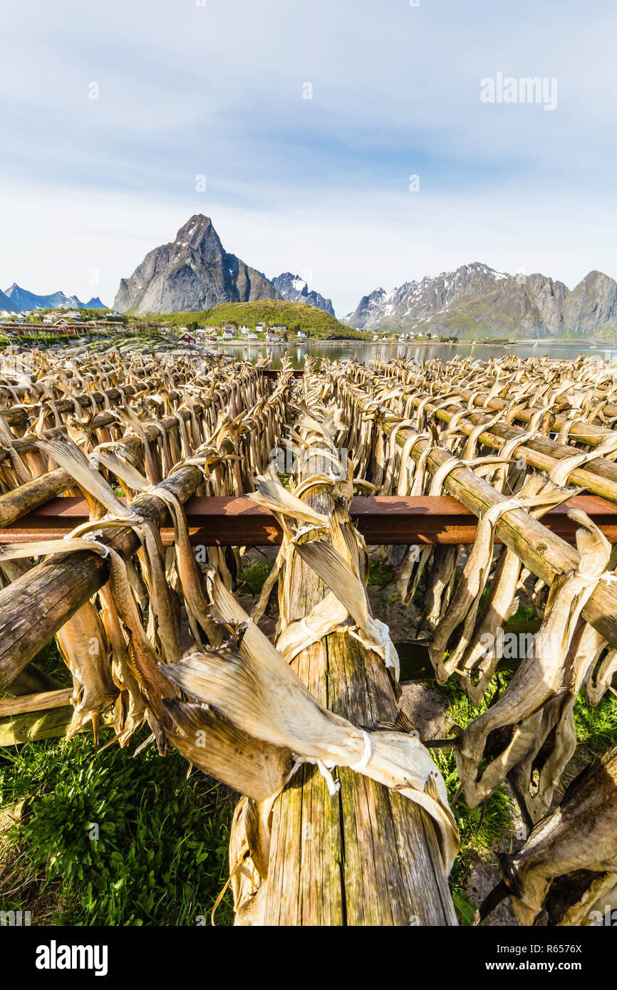 Split cod fish drying in the sun on wooden racks in the town of Reine ...