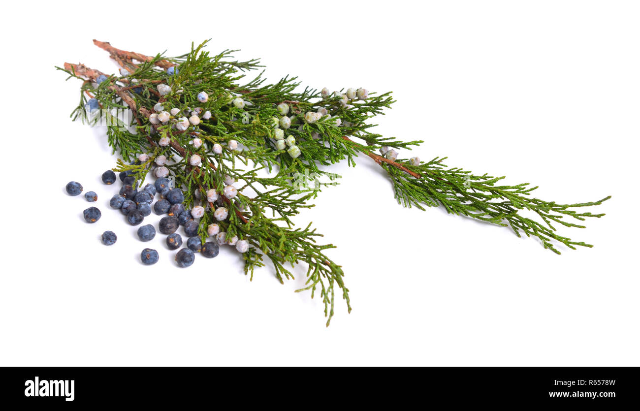 Cones and leaves of Juniper isolated on white background Stock Photo ...
