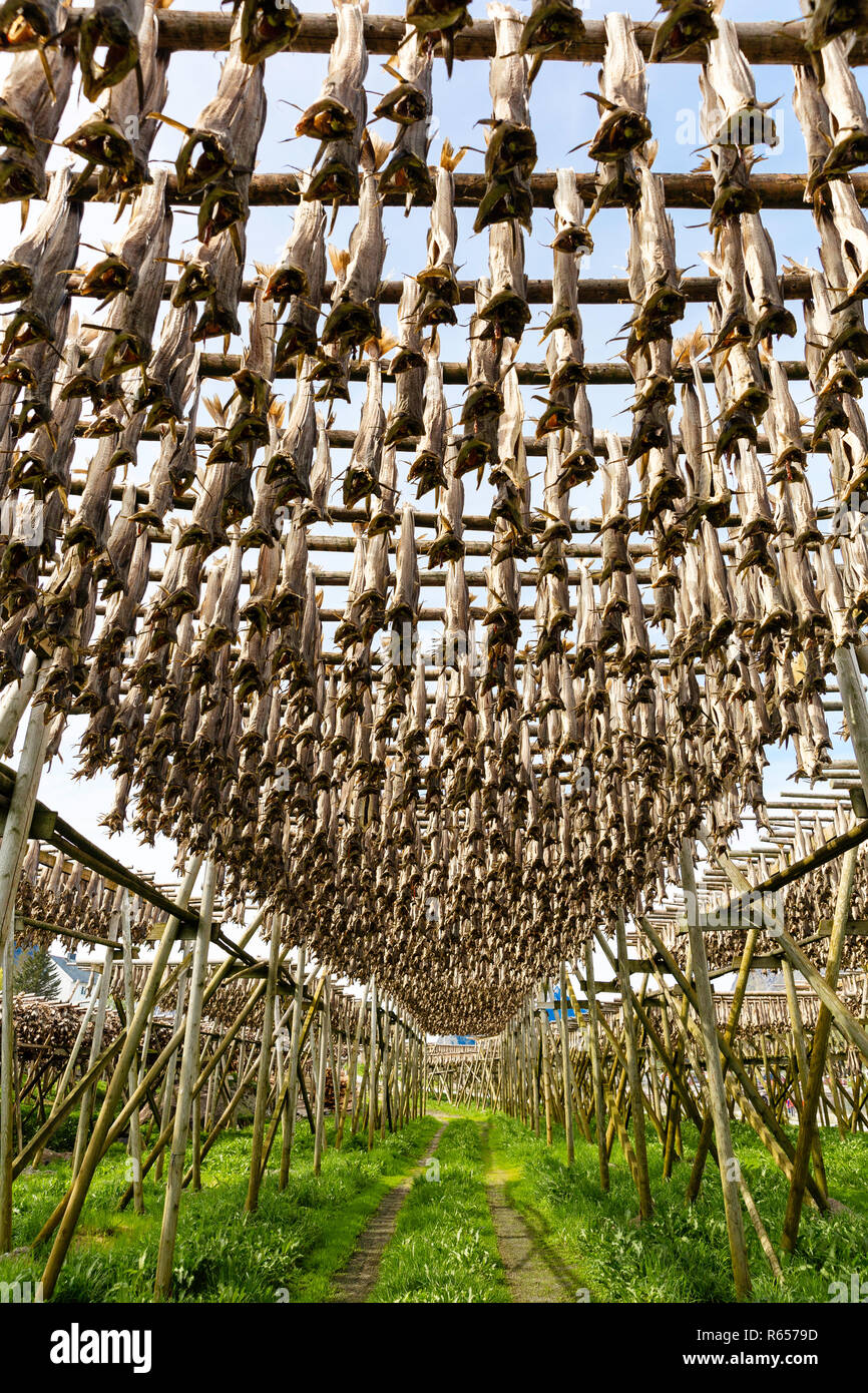 Split cod fish drying in the sun on wooden racks in the town of Reine ...