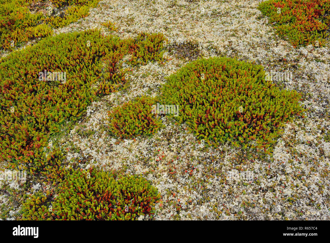 Barrenground tundra with heather, lichen and rocks, Arctic Haven Lodge ...