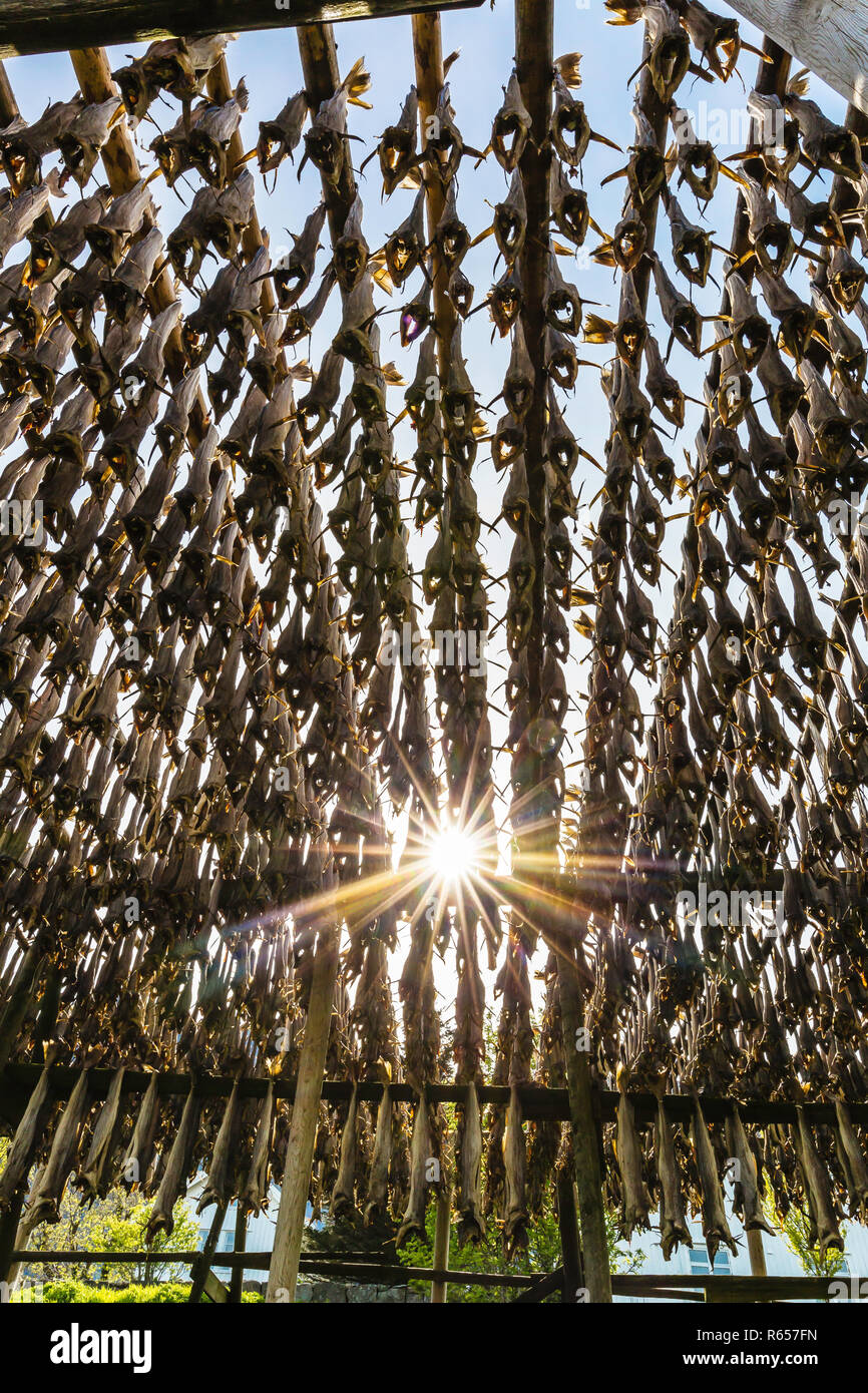 Cod fish hi-res stock photography and images - Alamy