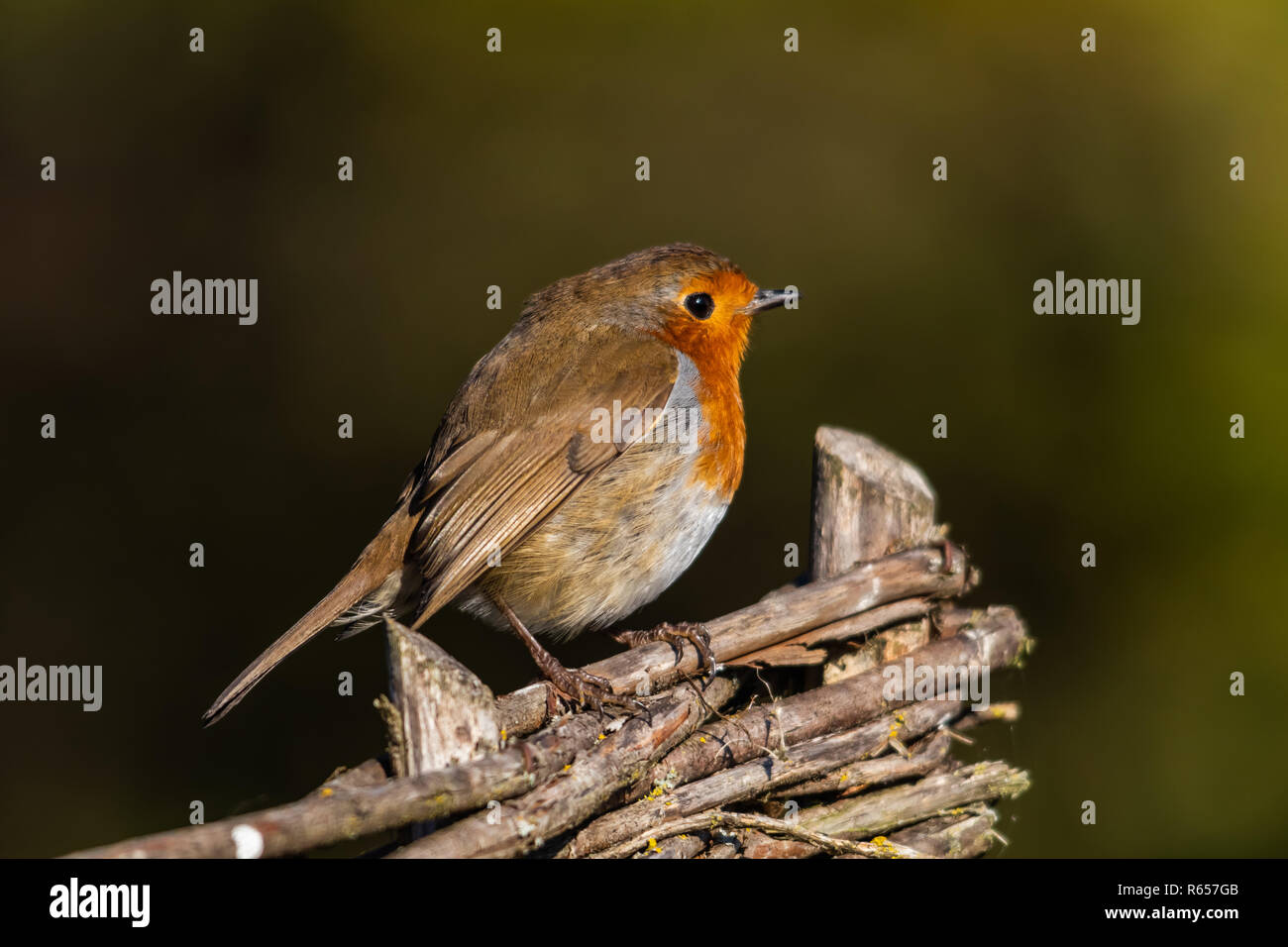 Robin on a fence Stock Photo - Alamy