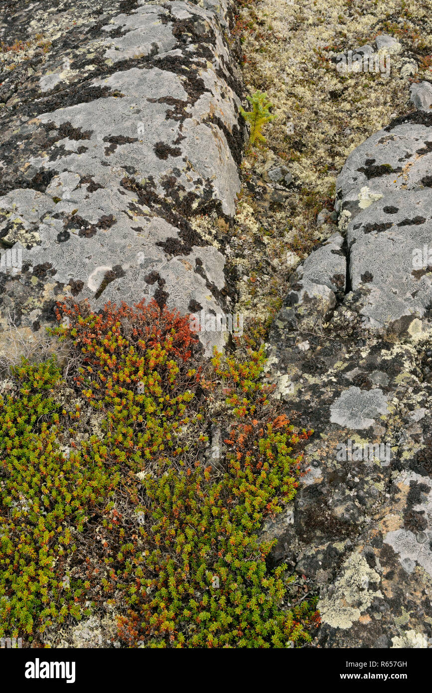 Rock outcrop with heather and spruce seedling, Arctic Haven Lodge ...
