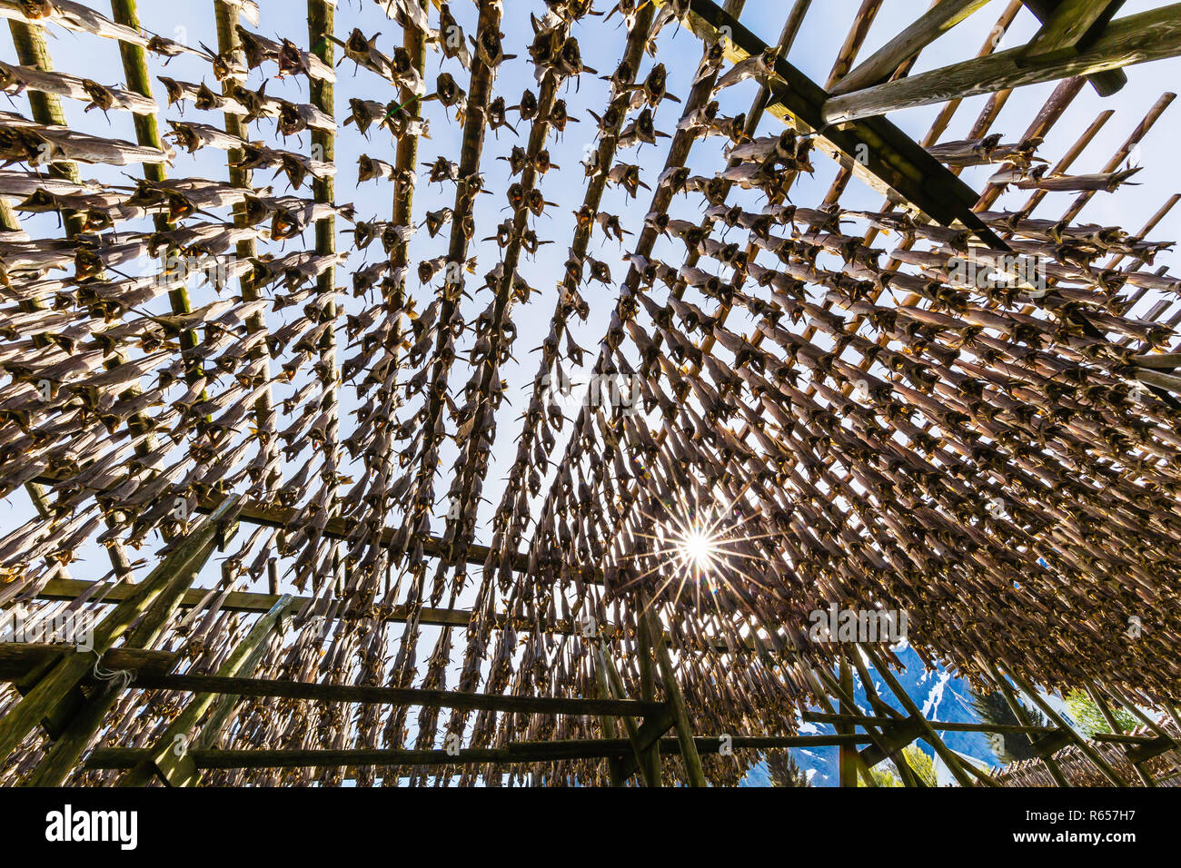 Split cod fish drying in the sun on wooden racks in the town of Reine ...