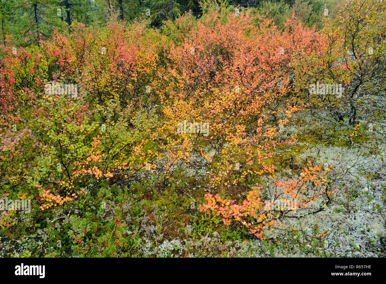 Autumn dwarf birch shrub, Arctic Haven Lodge, Ennadai Lake, Nunavut ...