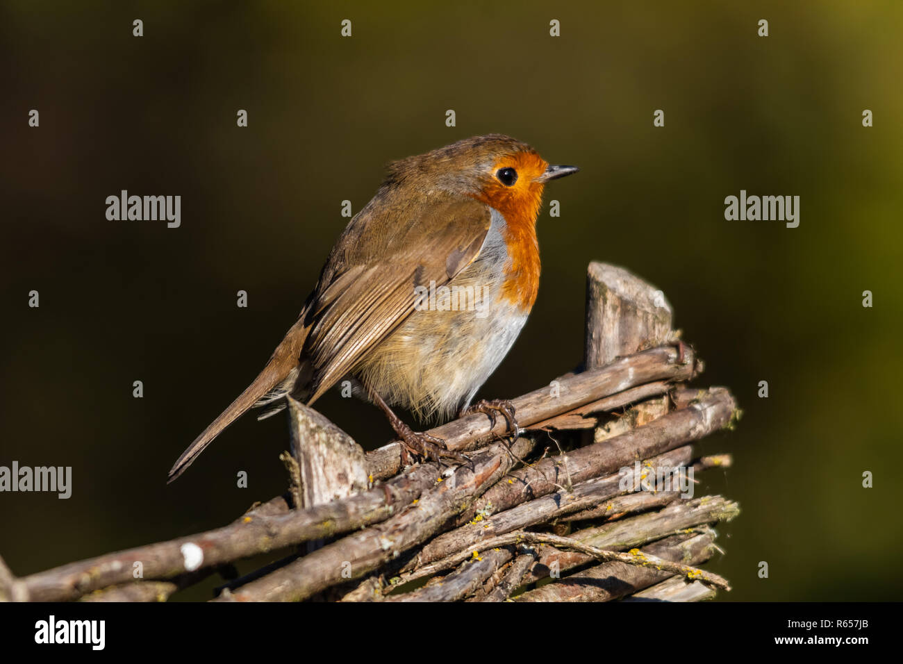 Robin feet hi-res stock photography and images - Alamy