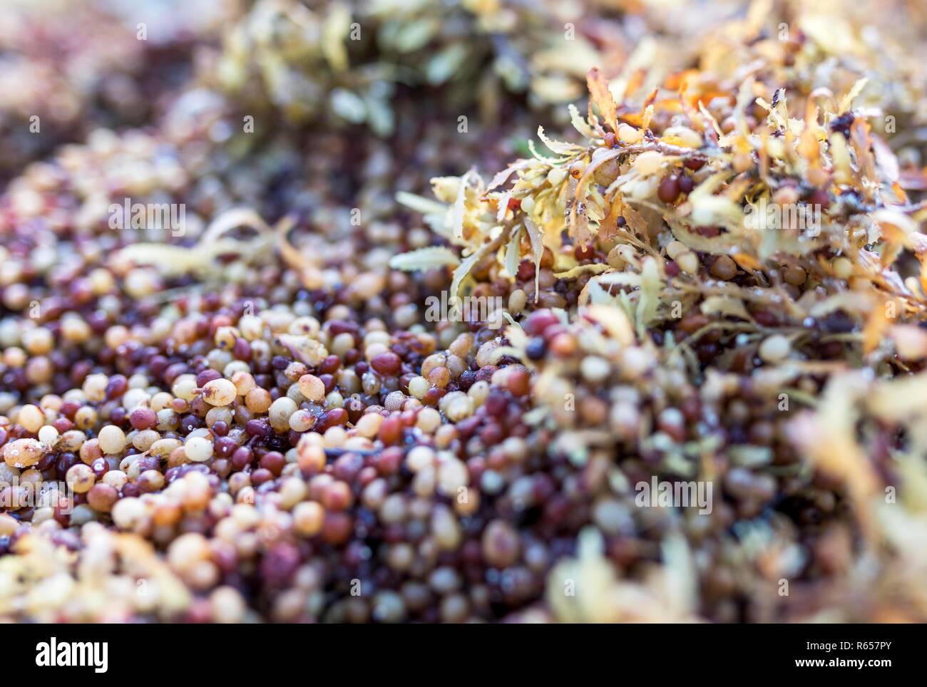 Blue algae infestation hi-res stock photography and images - Alamy