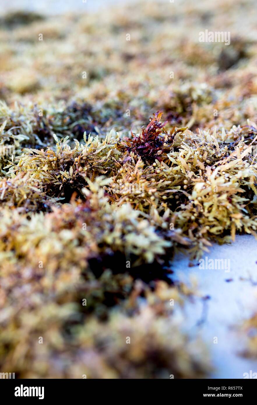 Sargassum genus hi-res stock photography and images - Alamy