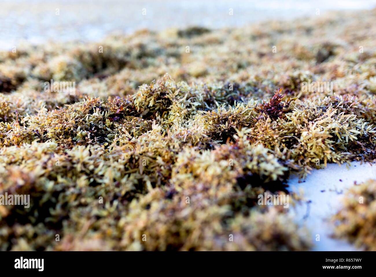 Close up of Sargassum seaweed, a genus of brown (class Phaeophyceae ...