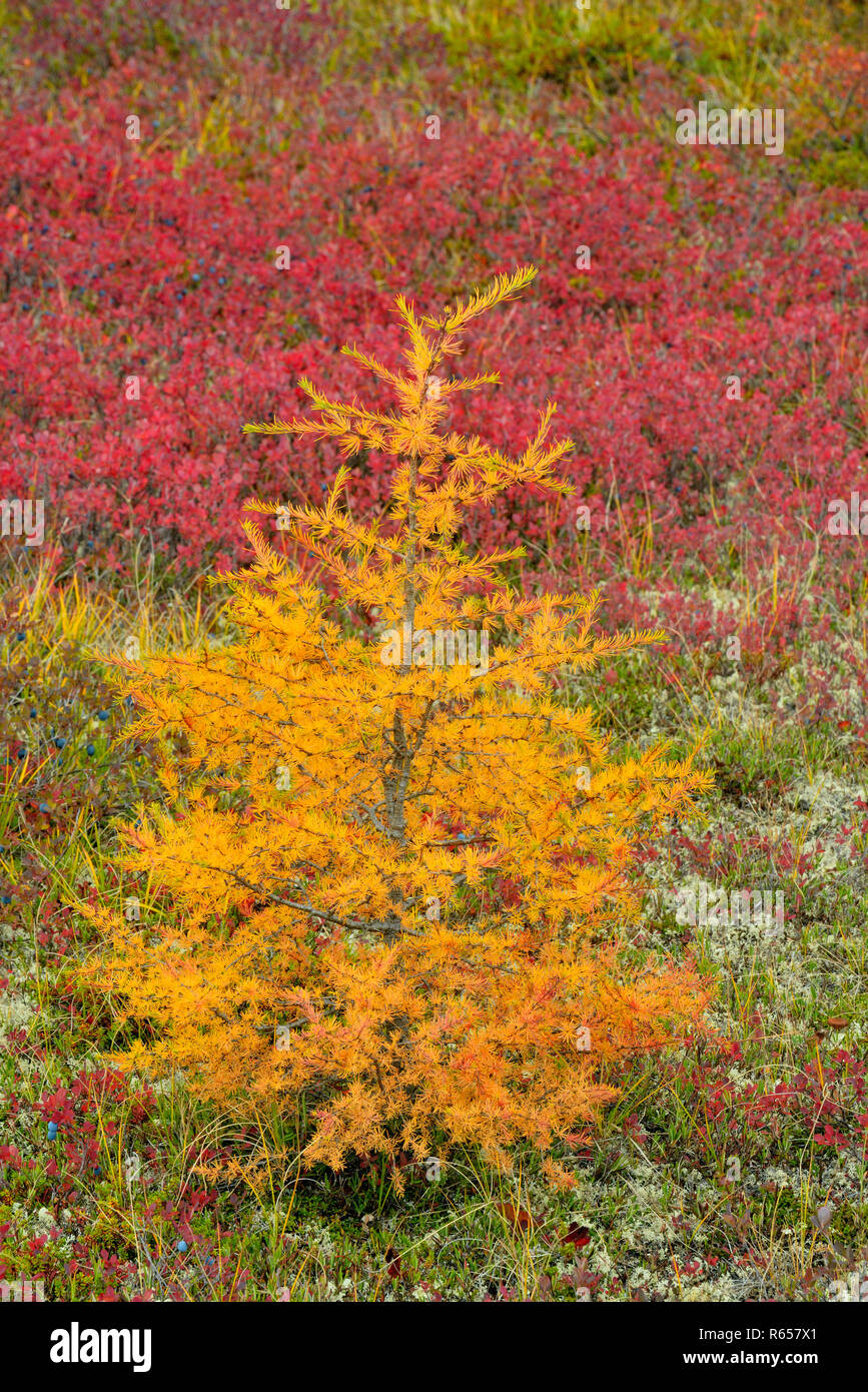 Arctic blueberry and larch seedling in autumn colour, Arctic Haven ...