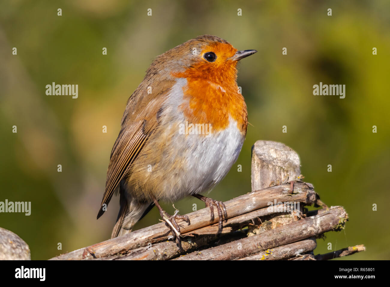 Robin feet hi-res stock photography and images - Alamy