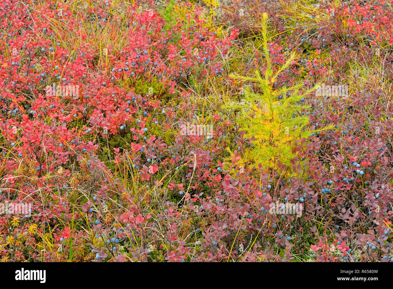 Arctic blueberry and larch seedling in autumn colour, Arctic Haven ...