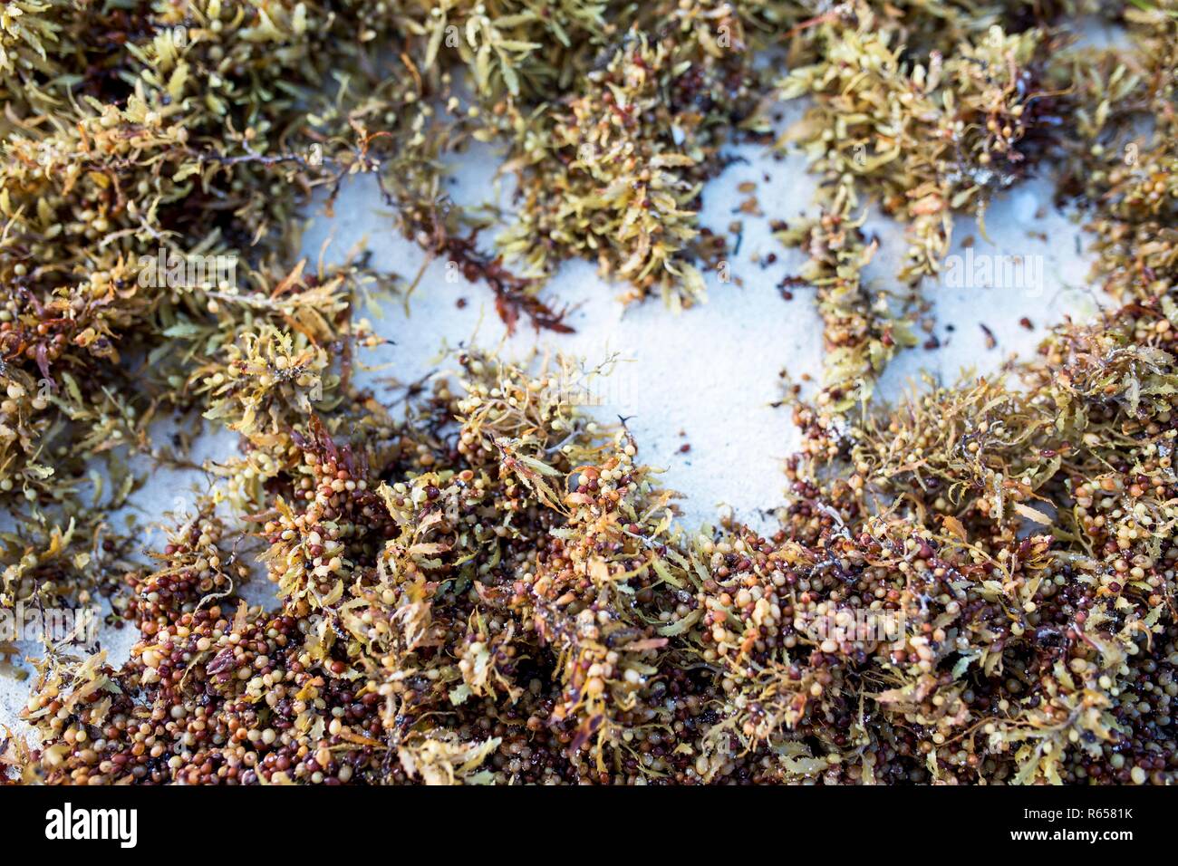 Close up of Sargassum seaweed, a genus of brown (class Phaeophyceae ...