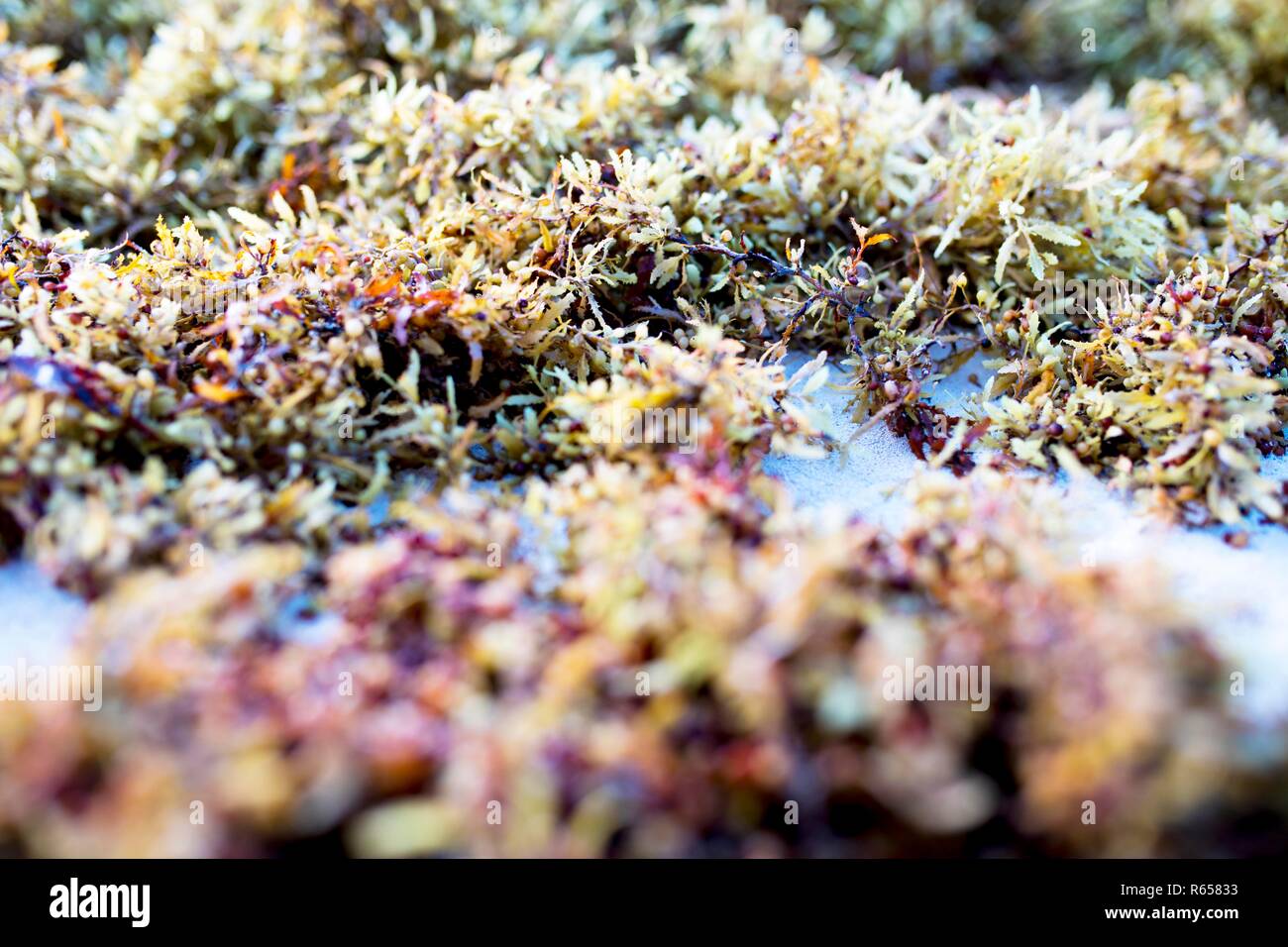 Close up of Sargassum seaweed, a genus of brown (class Phaeophyceae ...