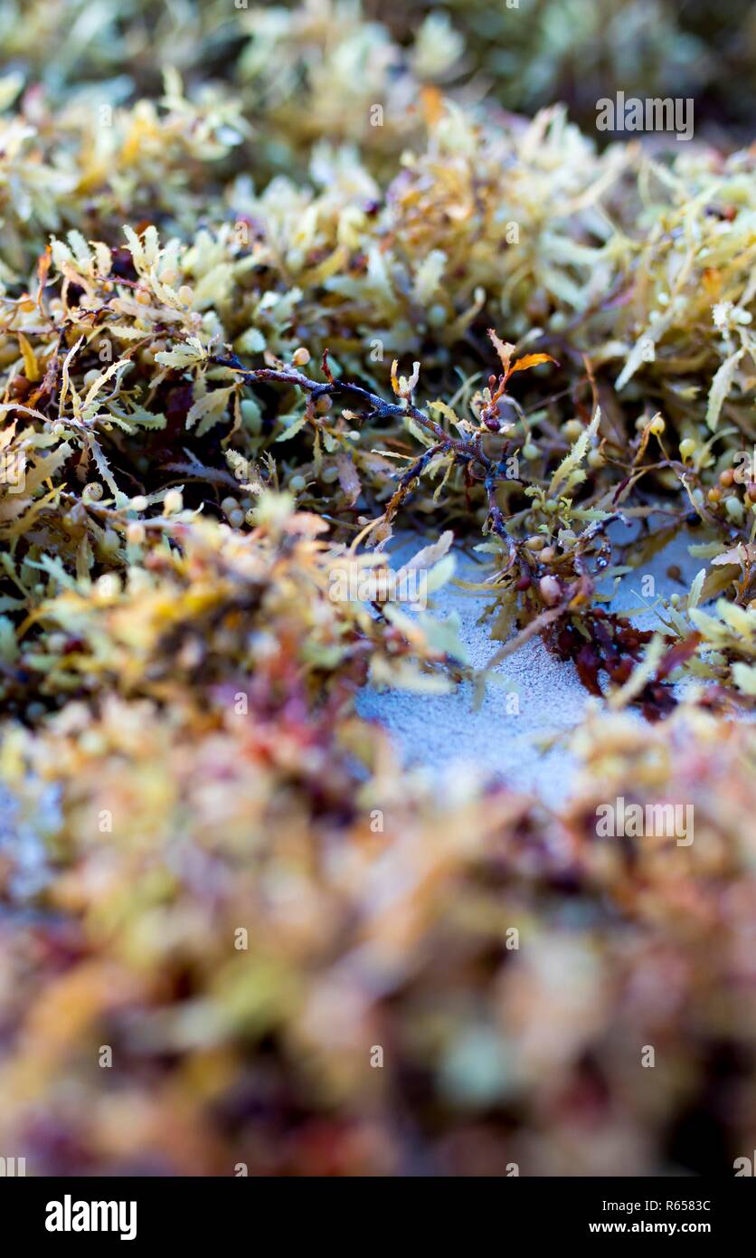 Sargassum Sargasso Sea Stock Photos & Sargassum Sargasso Sea Stock ...